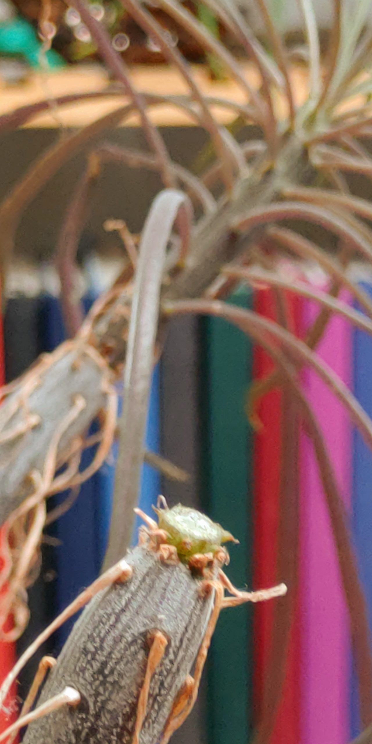 Setbacks - SoberOasis